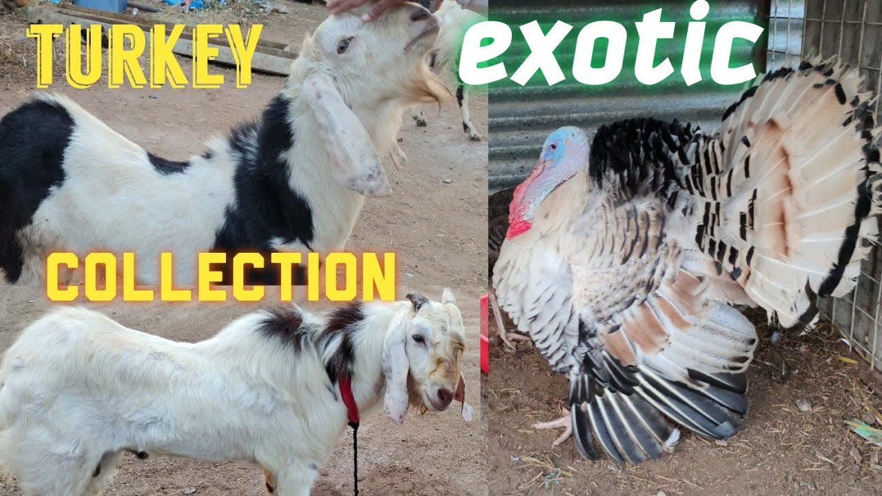 pure Sojat bakre & exotic birds turkey murgi in Hyderabad M A all pets ...