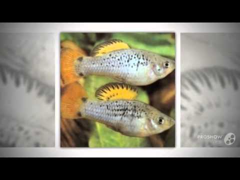 Xiphophorus variatus aquarium fish - YouTube