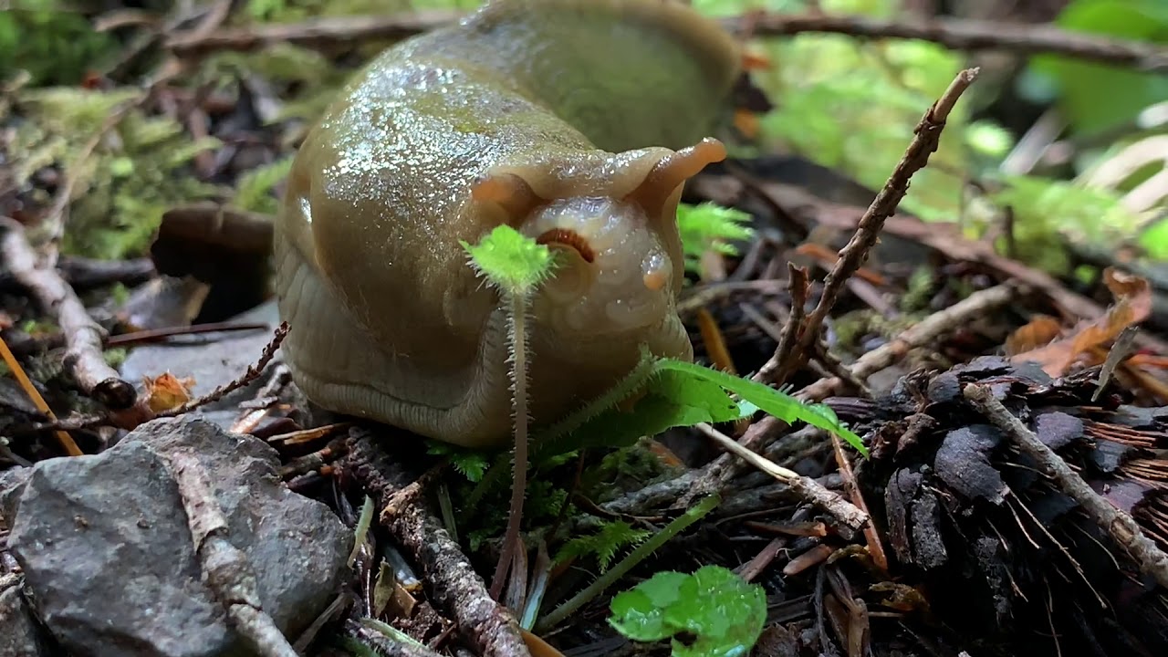 Slug Having A Meal - Travel Moments - YouTube