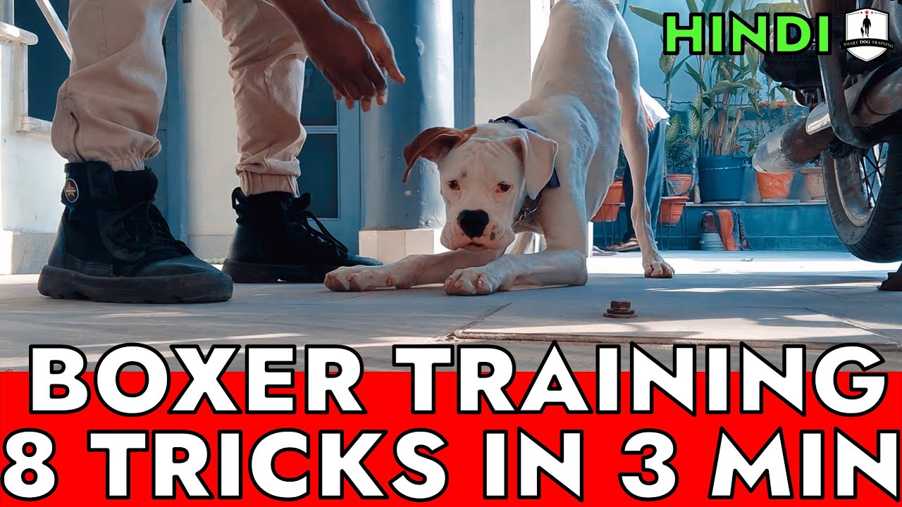How To Train Your Dog These 8 Tricks Very Easily Today Dog Puppy how-to-train-your-dog-these-8-tricks-very-easily-today-dog-puppy