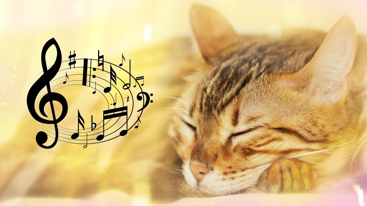 Harp Music to Calm Your Cat - Stress Relief ♬ Music for Relaxation and ...