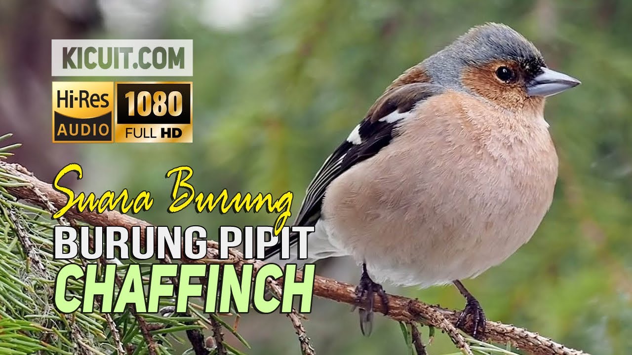Suara Burung Pipit Chaffinch - CHAFFINCH Bird Sound - YouTube