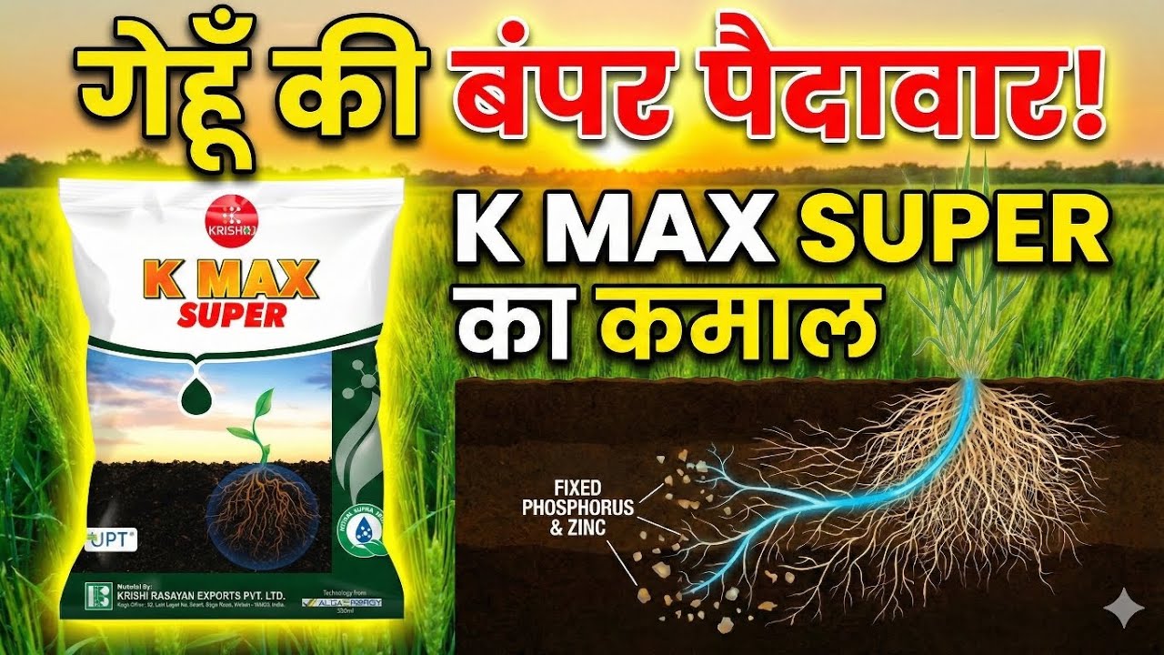 K Max Super: गेहूँ में कल्लों का फुटाव और पैदावार बढ़ाने का No.1 तरीका ...