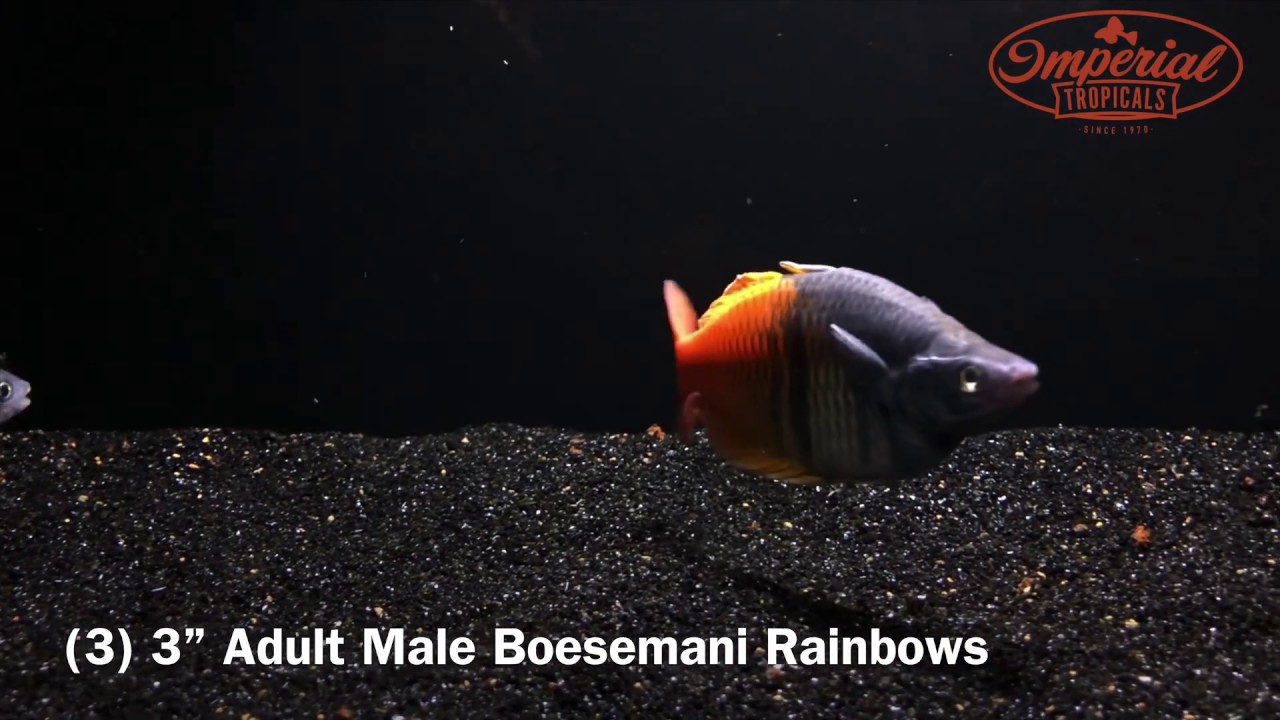 (3) 3" Adult Male Boesemani Rainbows - YouTube