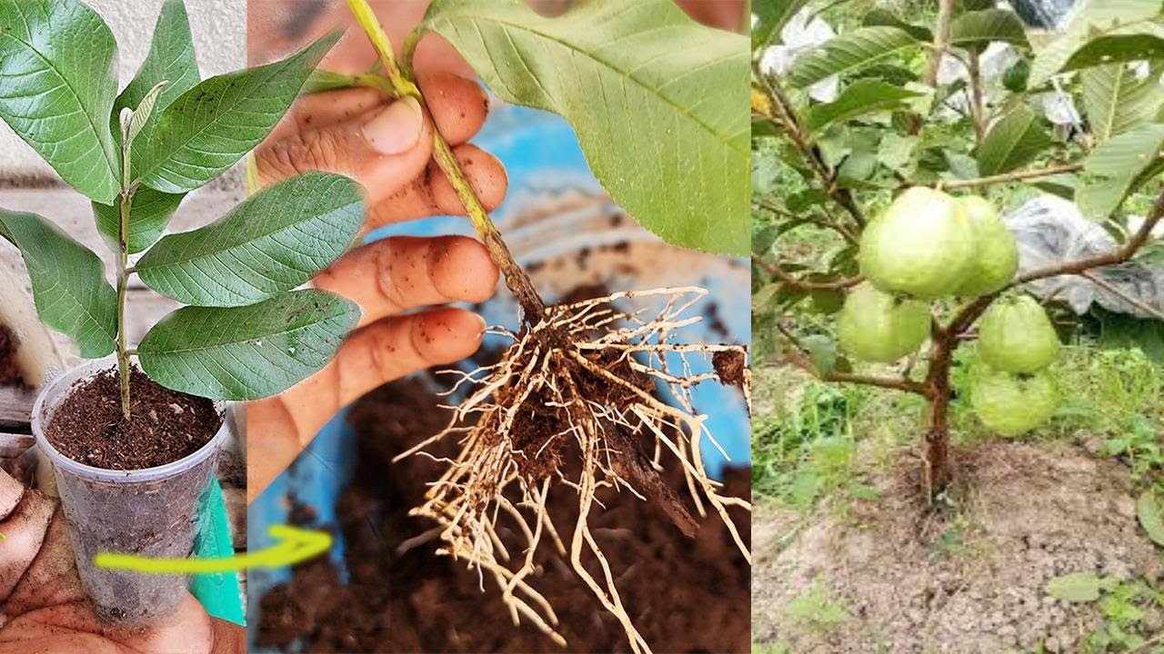 Growing Guava Tree Cutting In Aloe Vera (New Technique) - YouTube