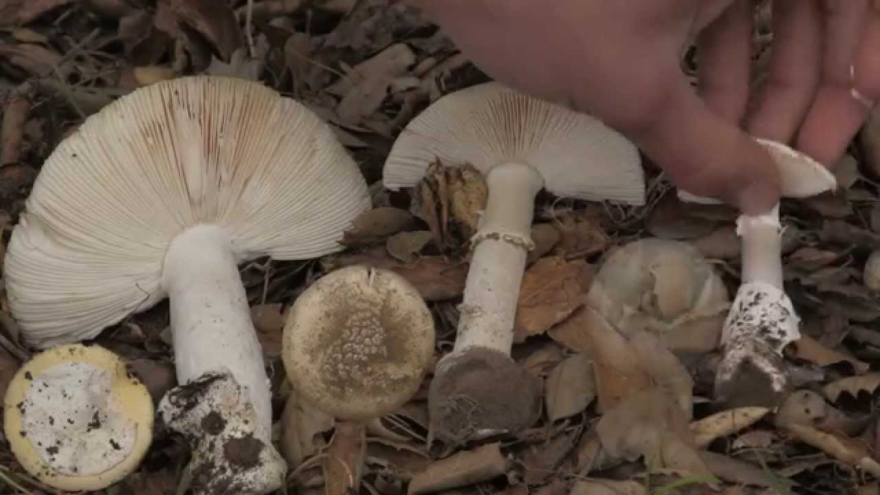California Spring Amanita Mushroom Comparison - YouTube