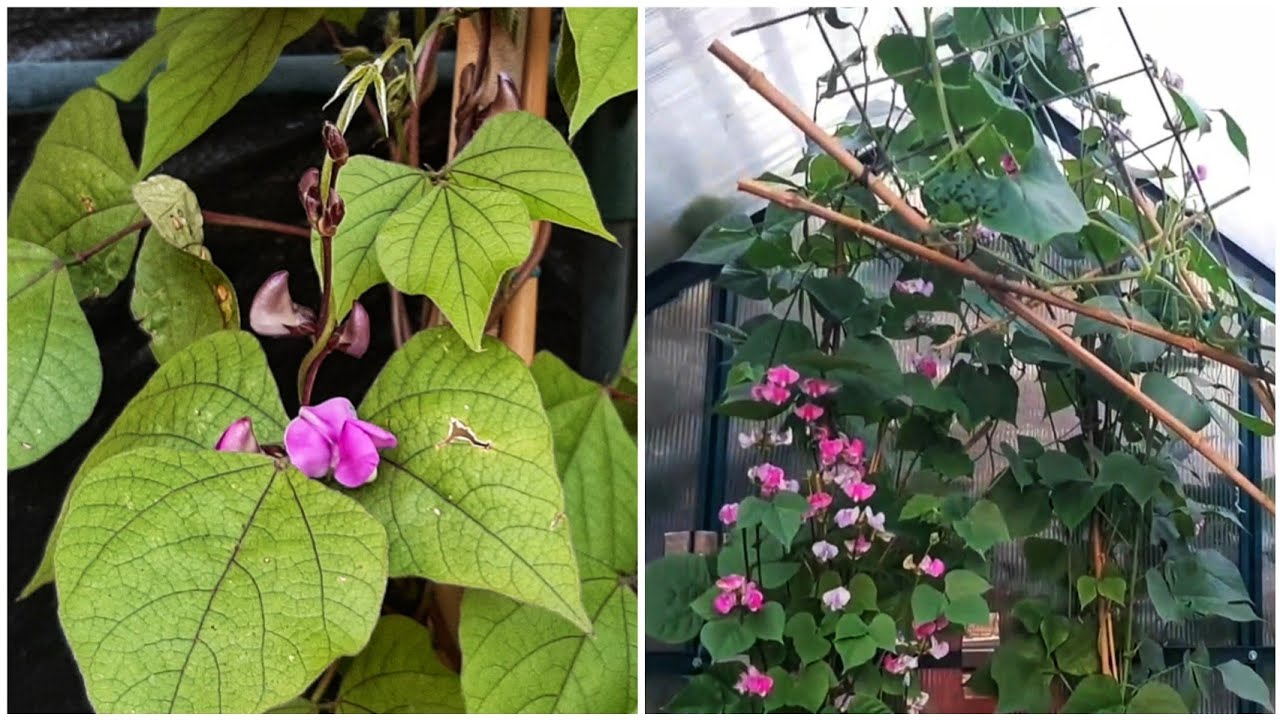 Shokher Bagan 2020 || Bangladeshi Shim Update || Bangladeshi Vegetables ...