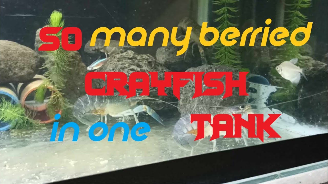 BERRIED CRAYFISH @CRAYFISHFARMING - YouTube