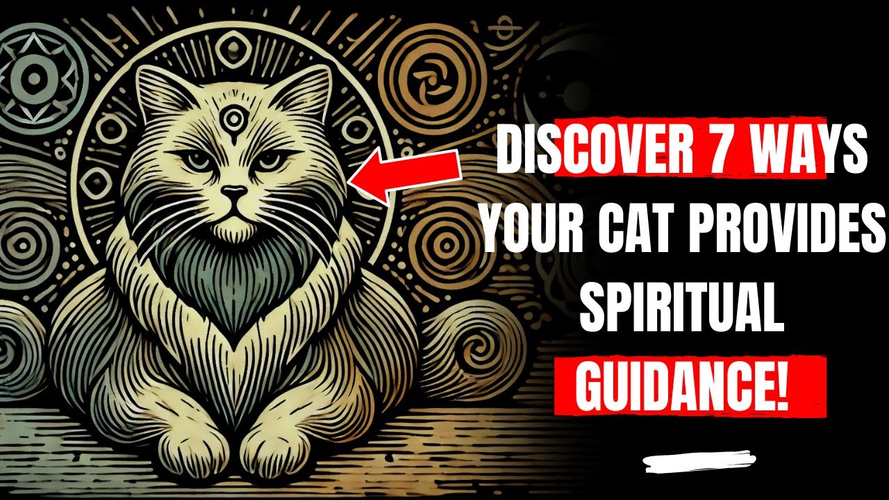 7 Signs Your Cat Is Offering You Spiritual Guidance | Feline Wisdom ...
