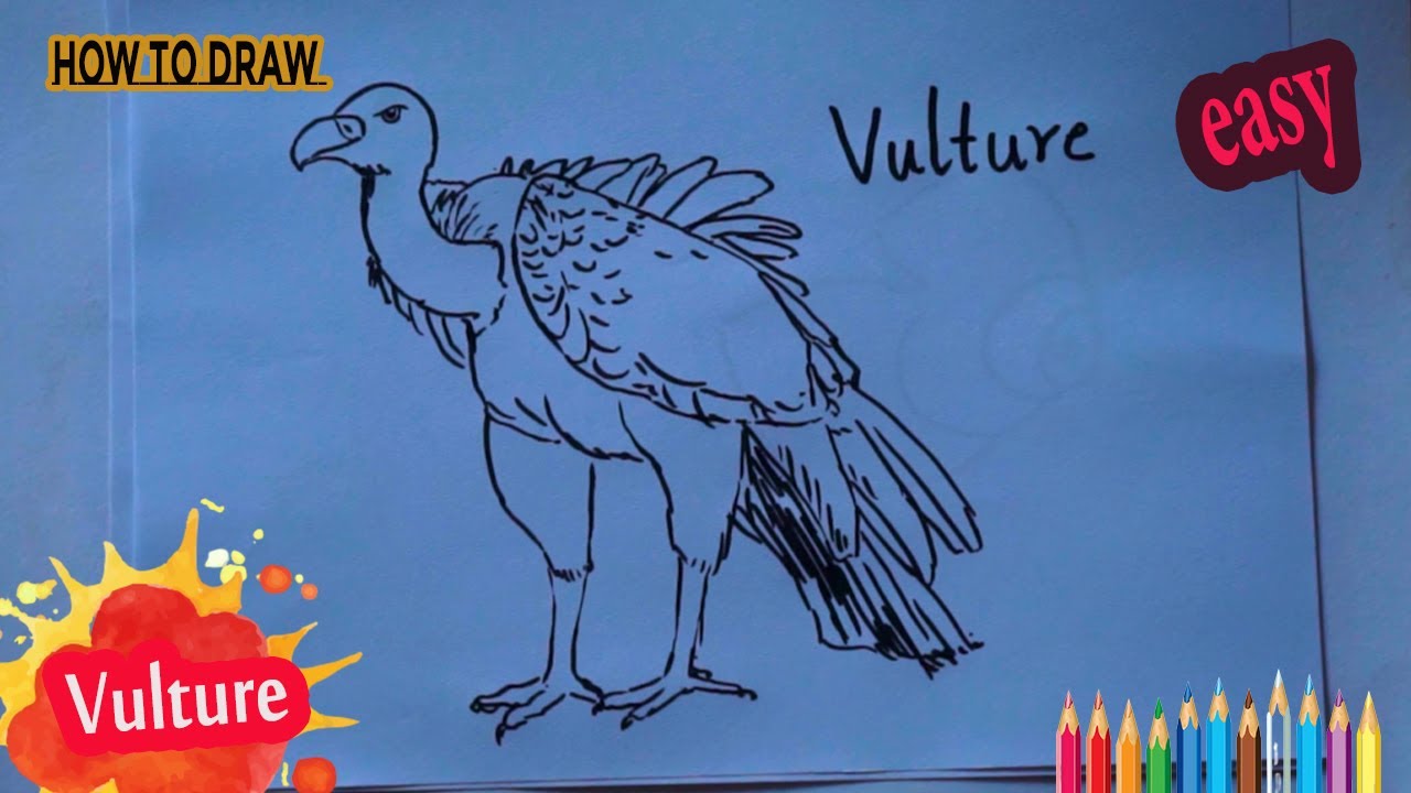 how to draw a vulture,easy step by step,real hand drawing,realistic ...