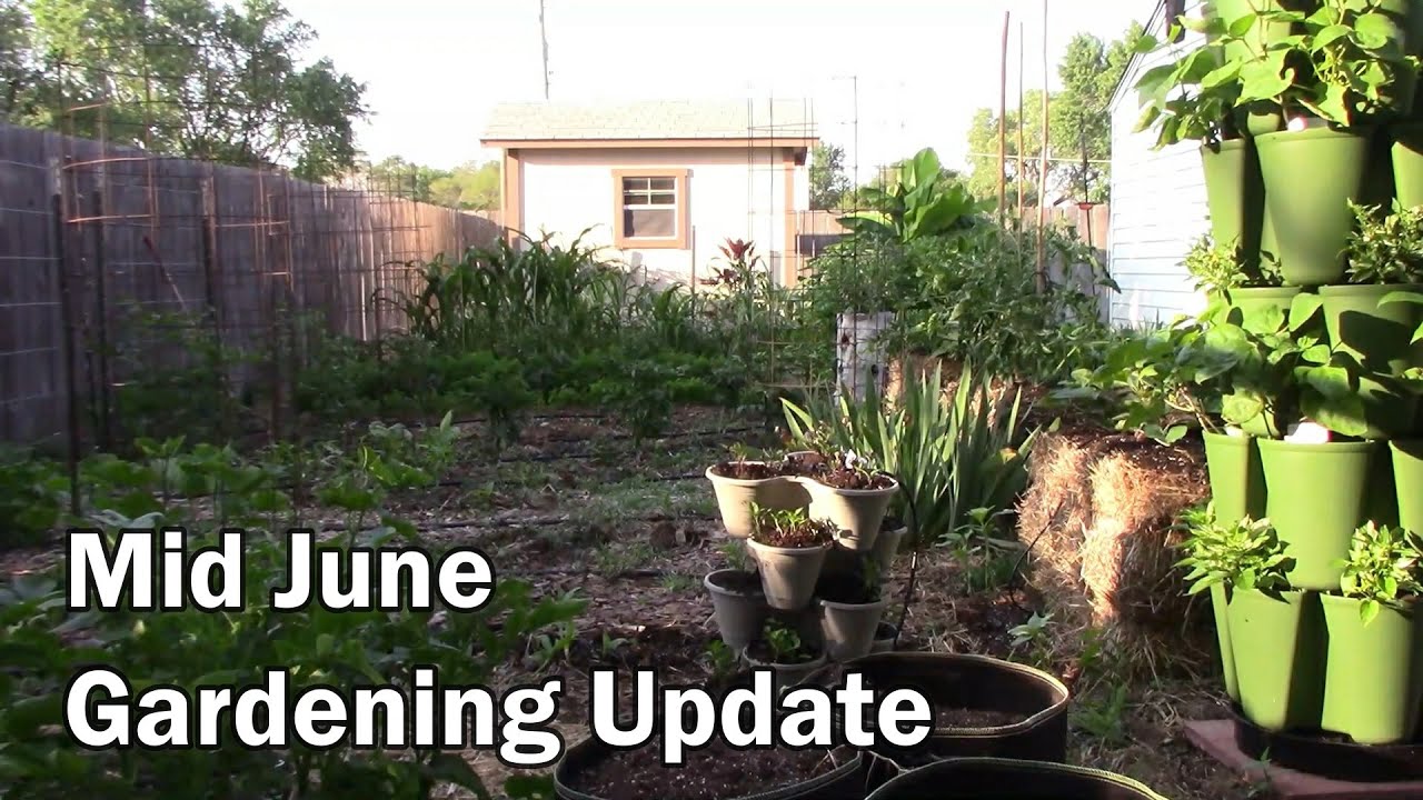 Mid June Gardening Update And Tour - Tomatoes, Peppers, And Lots More ...