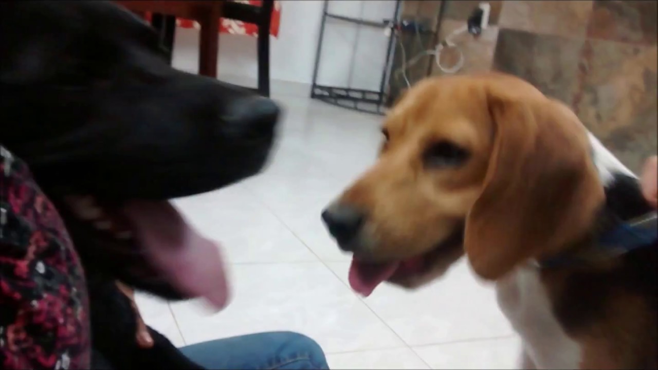 Perros besándose. - YouTube