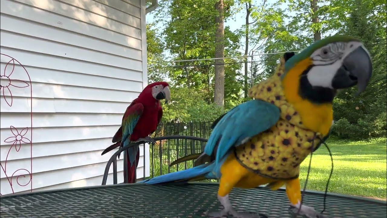 Macaws screaming at the trees - YouTube
