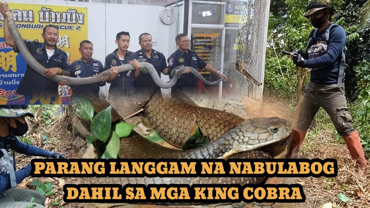 12FT AT 8FT NA KING COBRA BINULABOG ANG ISANG BRGY #cobraprince # ...