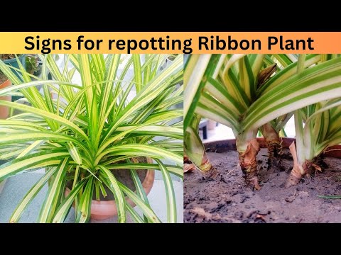 Ribbon Plant की रिपोर्टिंग कब करें || When to Report a Ribbon Plant# ...