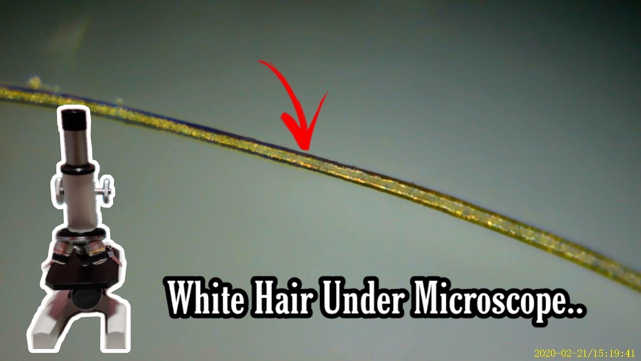 Grey Hair under Microscope | Uban Rambut di Microscope - YouTube
