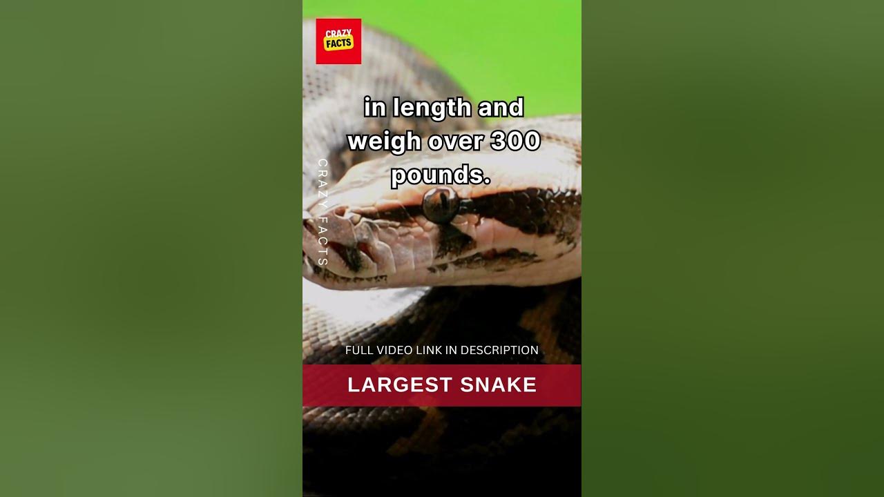 Largest Snake in the World | The Deadly Python #shorts #youtubeshorts ...