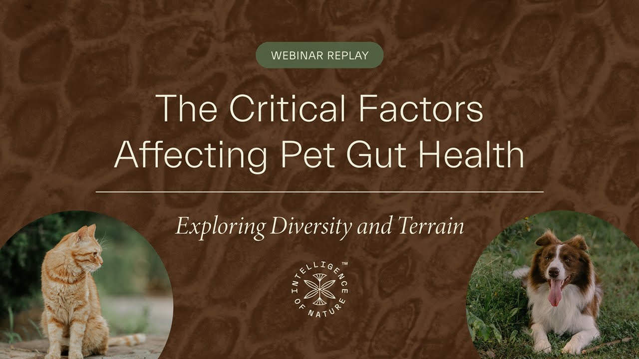 The Critical Factors Affecting Pet Gut Health - ION* - YouTube