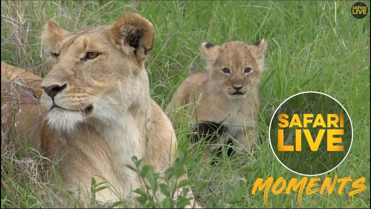 First Sighting: Oloololo Lion Cubs in the Mara - YouTube