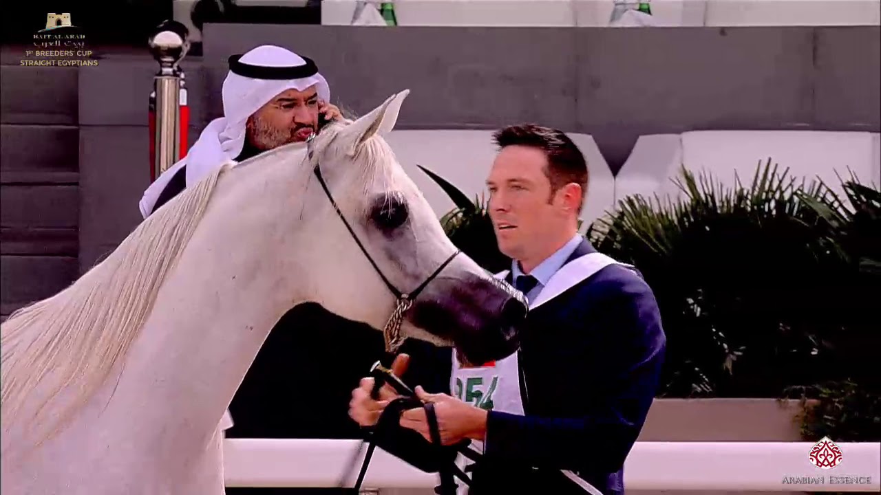 N 254 MUNIRAH AL ASFOUR The Breeders Cup Kuwait 2020 Straight Egyptians ...