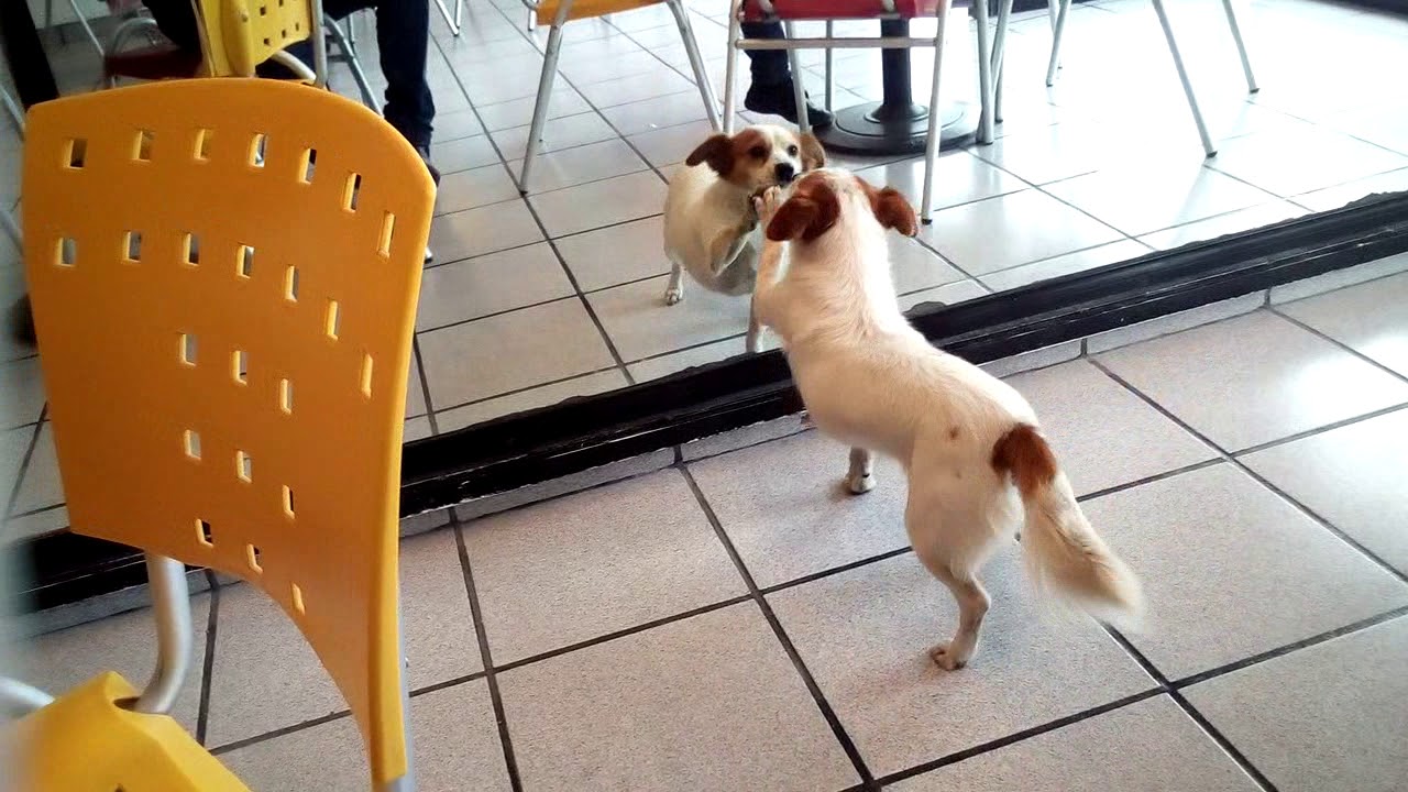 perro observa su reflejo - YouTube