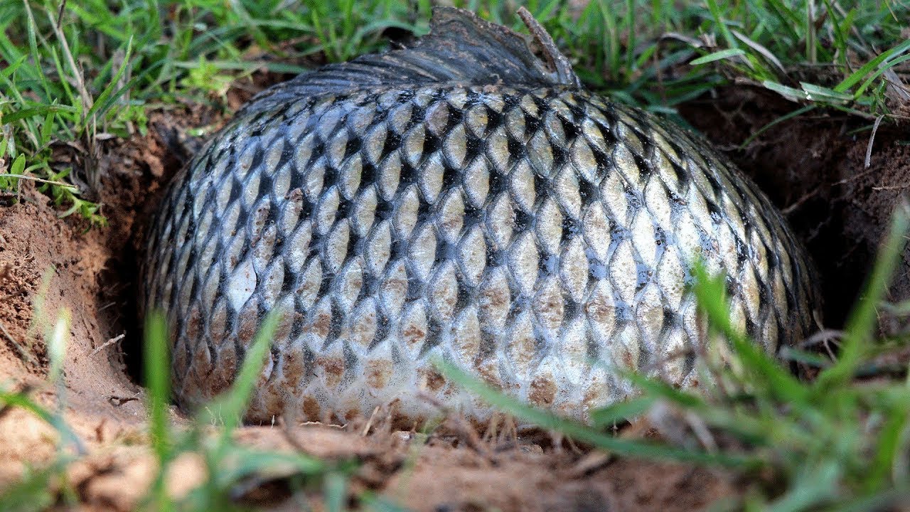 Unbelievable Finding Big Snakehead fish&Catfish alot in mud Dry Season ...