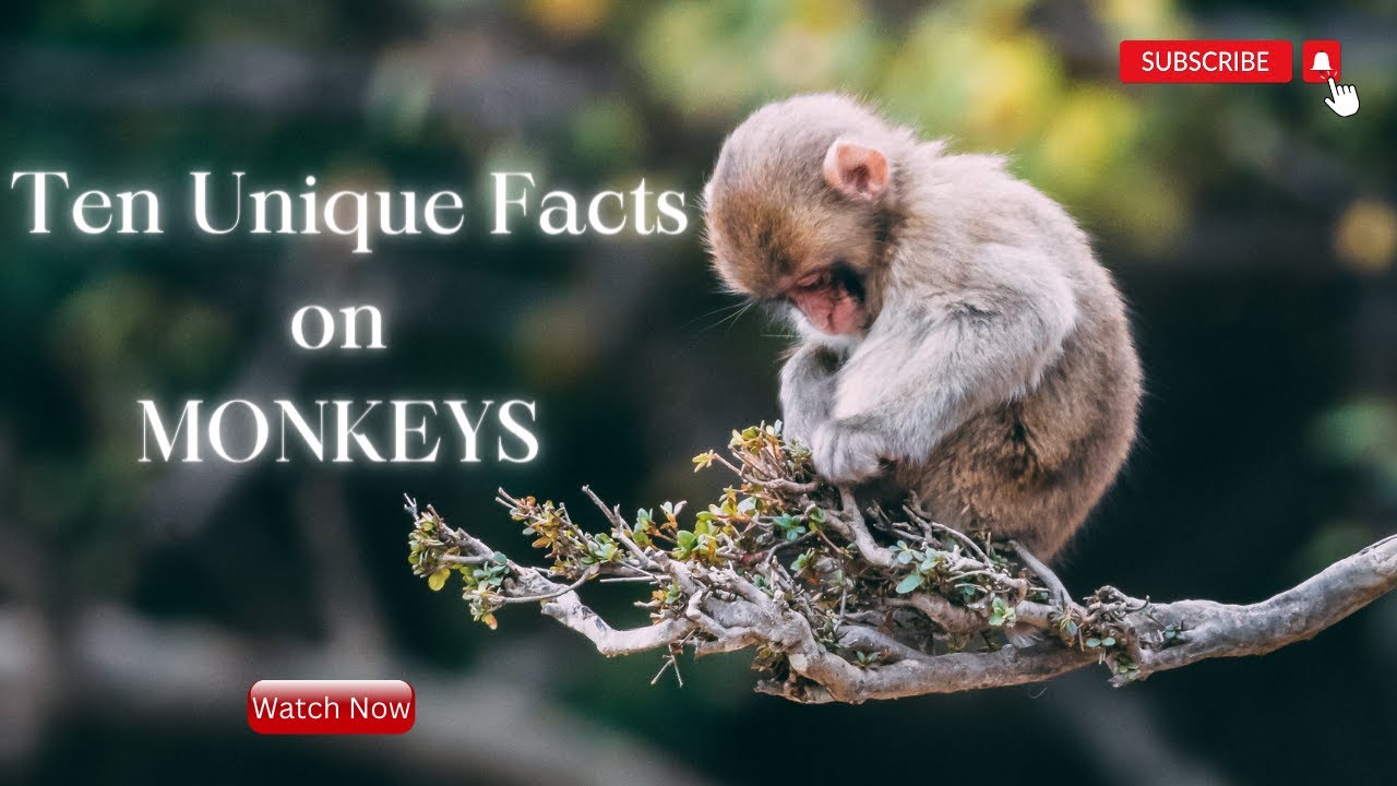 Ten Unique Facts About Monkeys | Unique Facts About Monkeys - YouTube