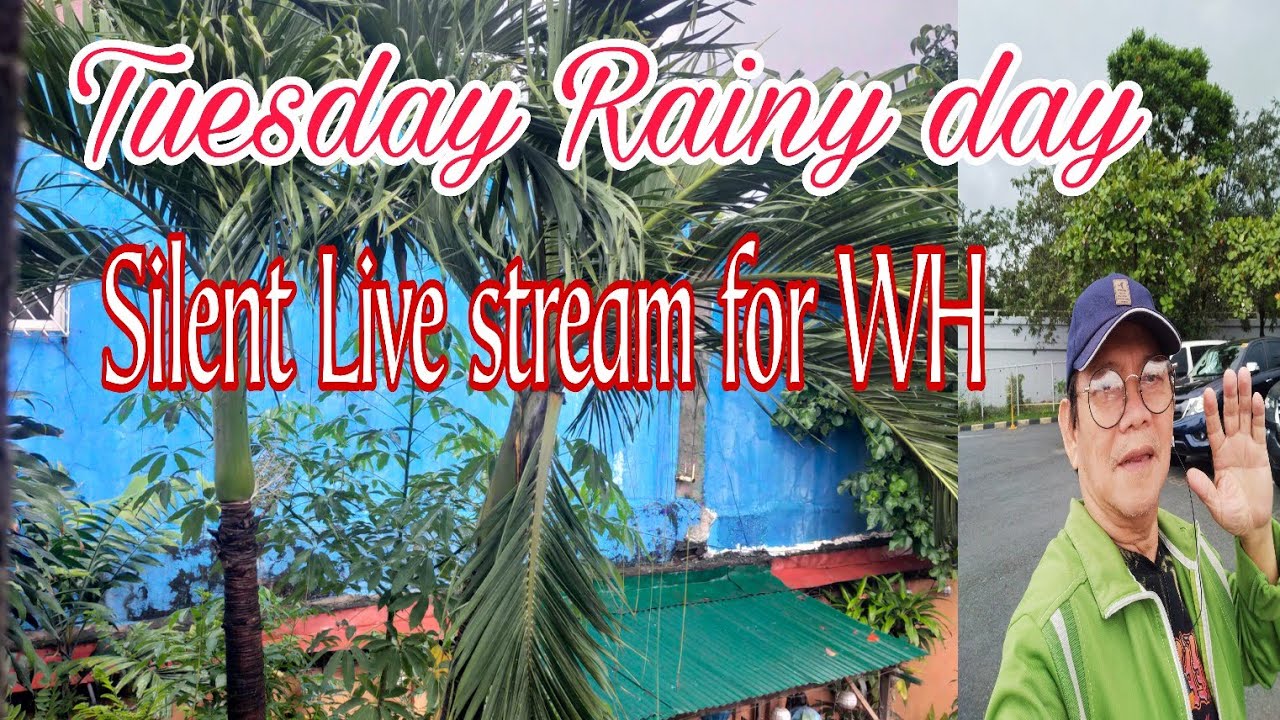 Tuesday Rainy day || Live stream for WH - YouTube