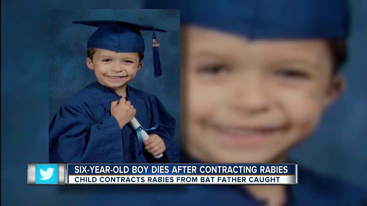 6-year-old Florida boy dies of rabies after being scratched by bat ...
