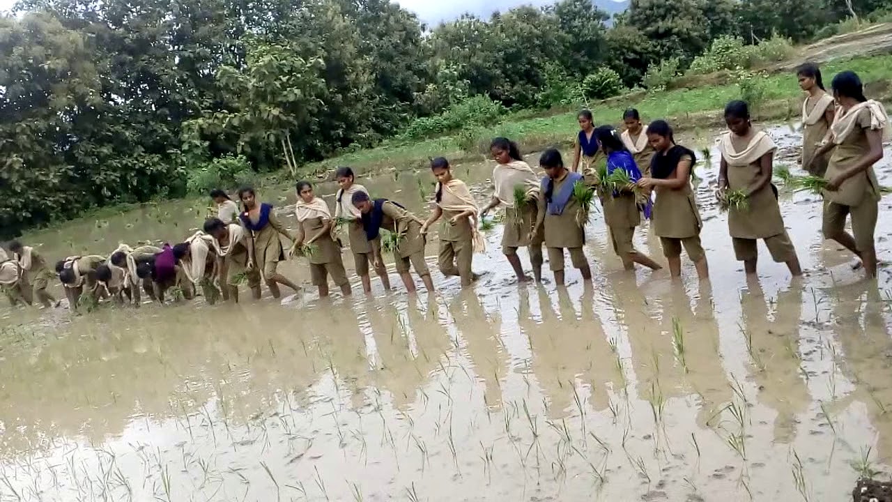 Paddy transplantation at NRR Agriculture seed tech horticulture ...