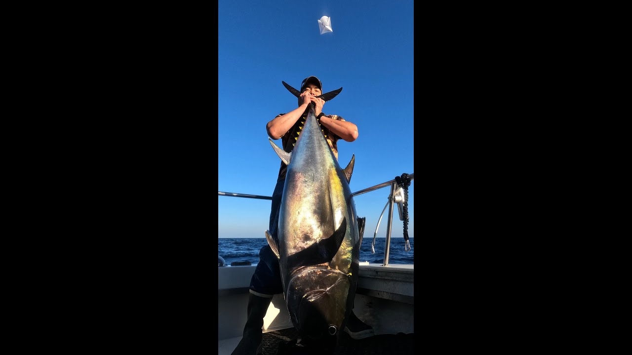 Cow Bluefin Tuna at Cortez Bank - YouTube