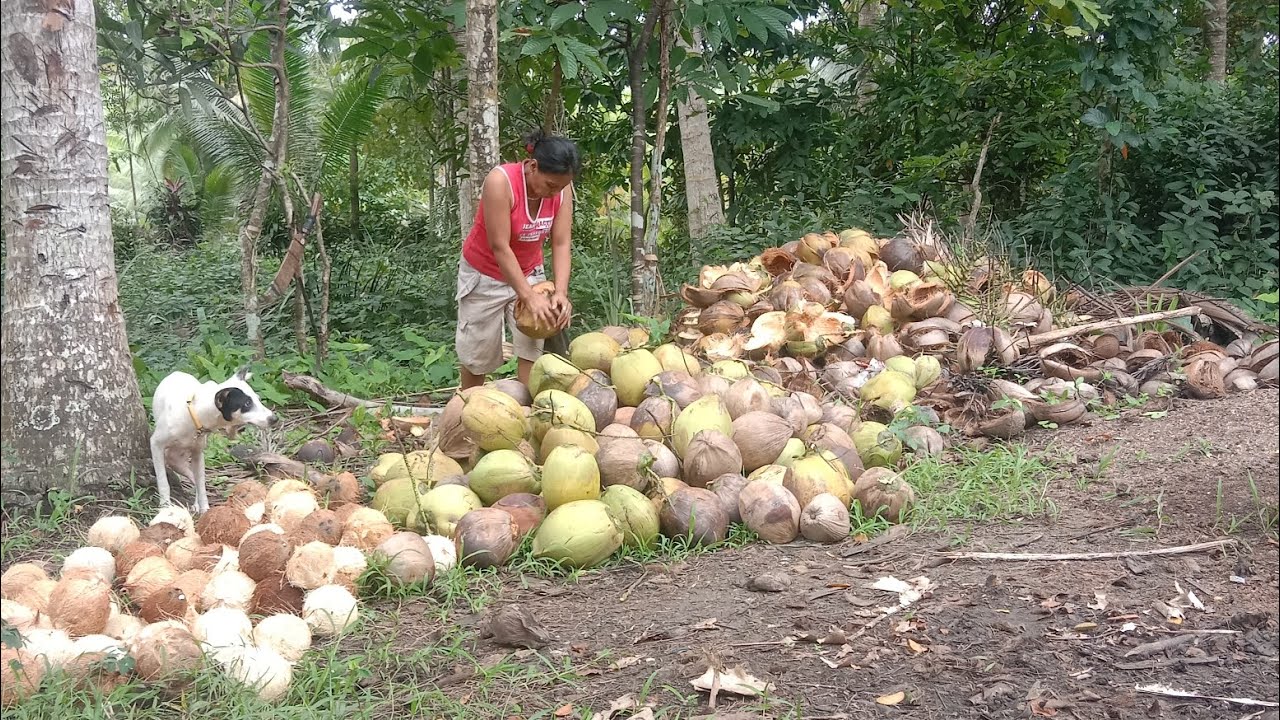 making copra - YouTube