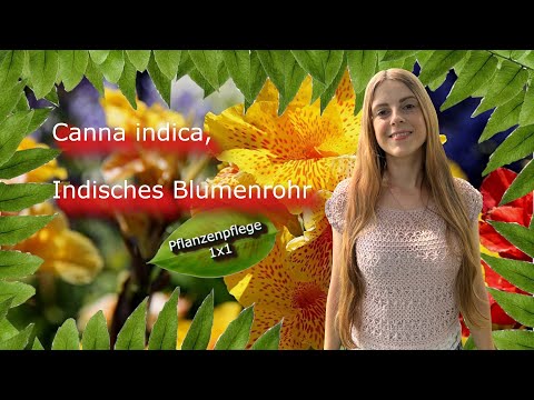 Indisches Blumenrohr | Canna indica | Pflanzenpflege 1x1