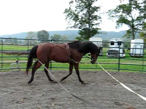 Foxwin Sherman -- Double Lunge - YouTube