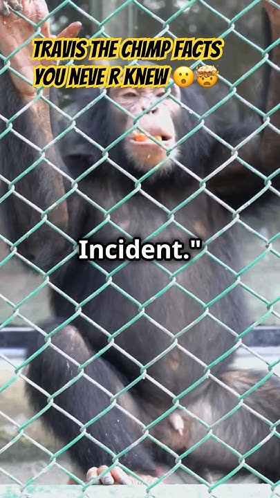 FACTS YOU NEVER KNEW ABOUT THE TRAVIS THE CHIMP ATTACK 😮🤯 - YouTube