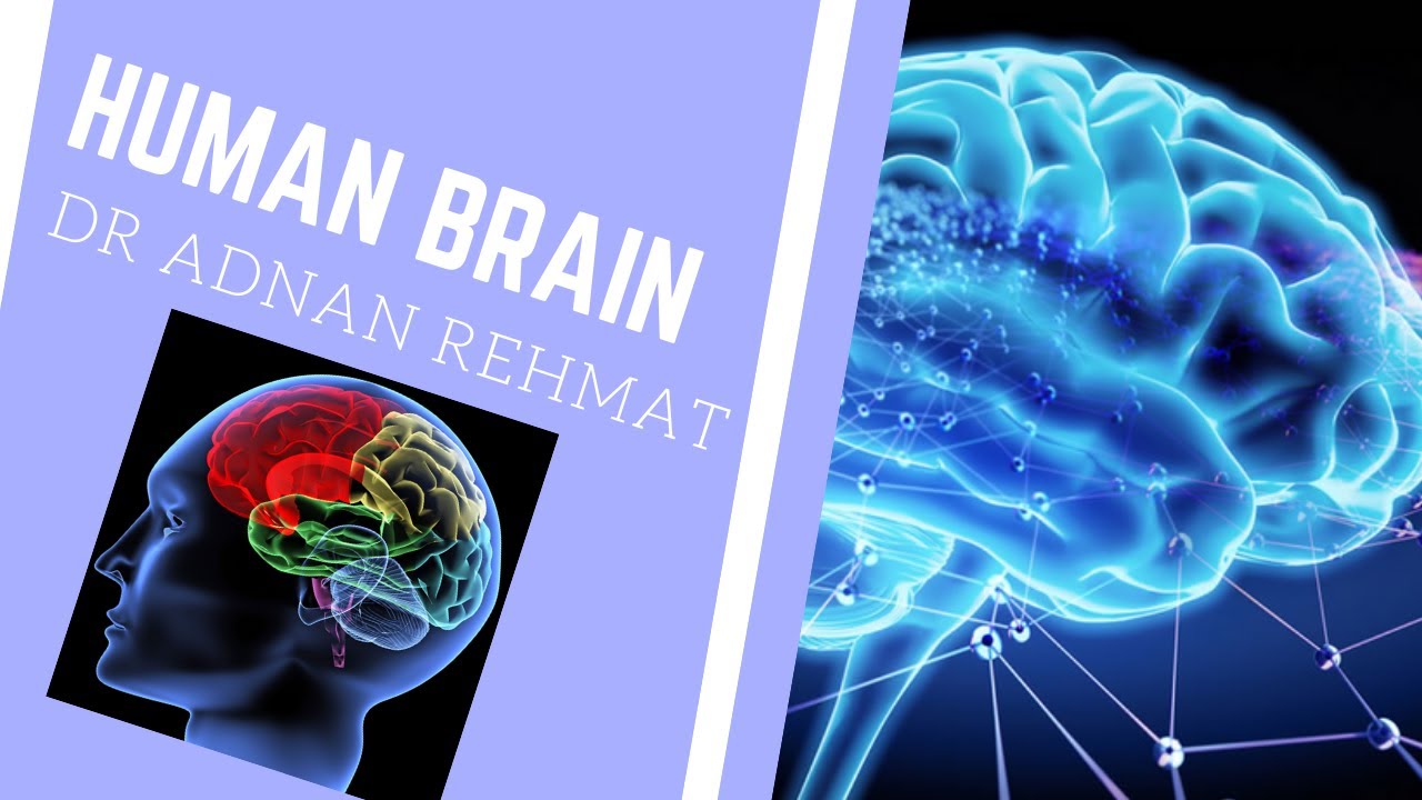 Human Brain Class 10 Human Brain Structure And Function Parts Of human-brain-class-10-human-brain-structure-and-function-parts-of