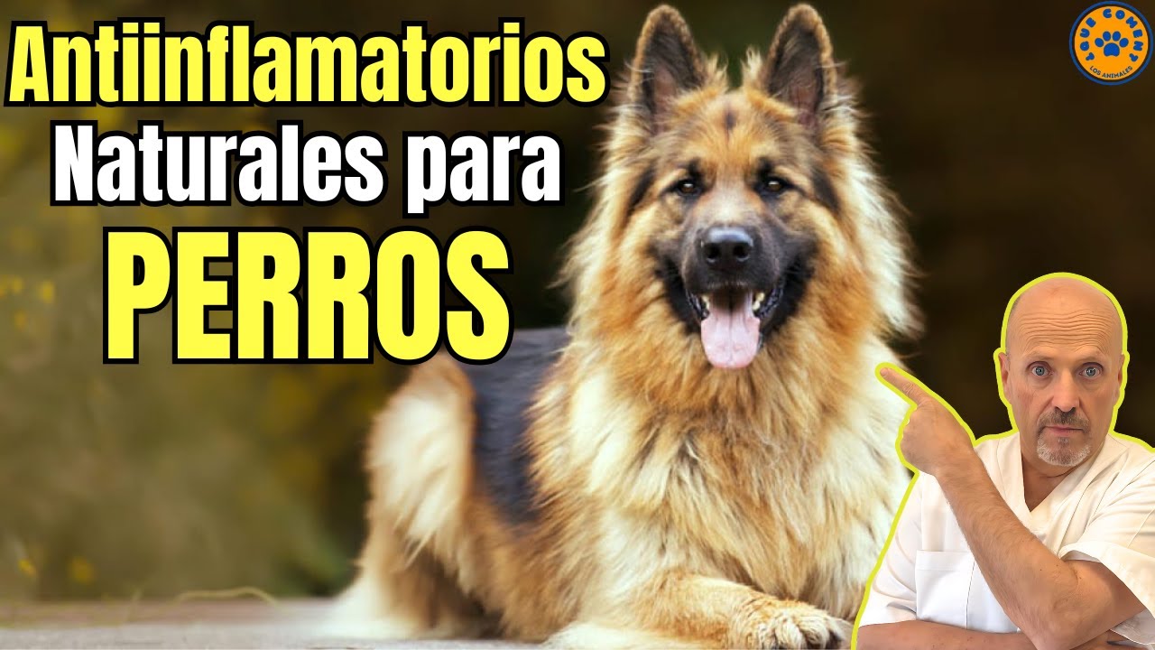 💝 MEJORES ANTIINFLAMATORIOS NATURALES PARA PERROS CON DOLOR 💝 - YouTube