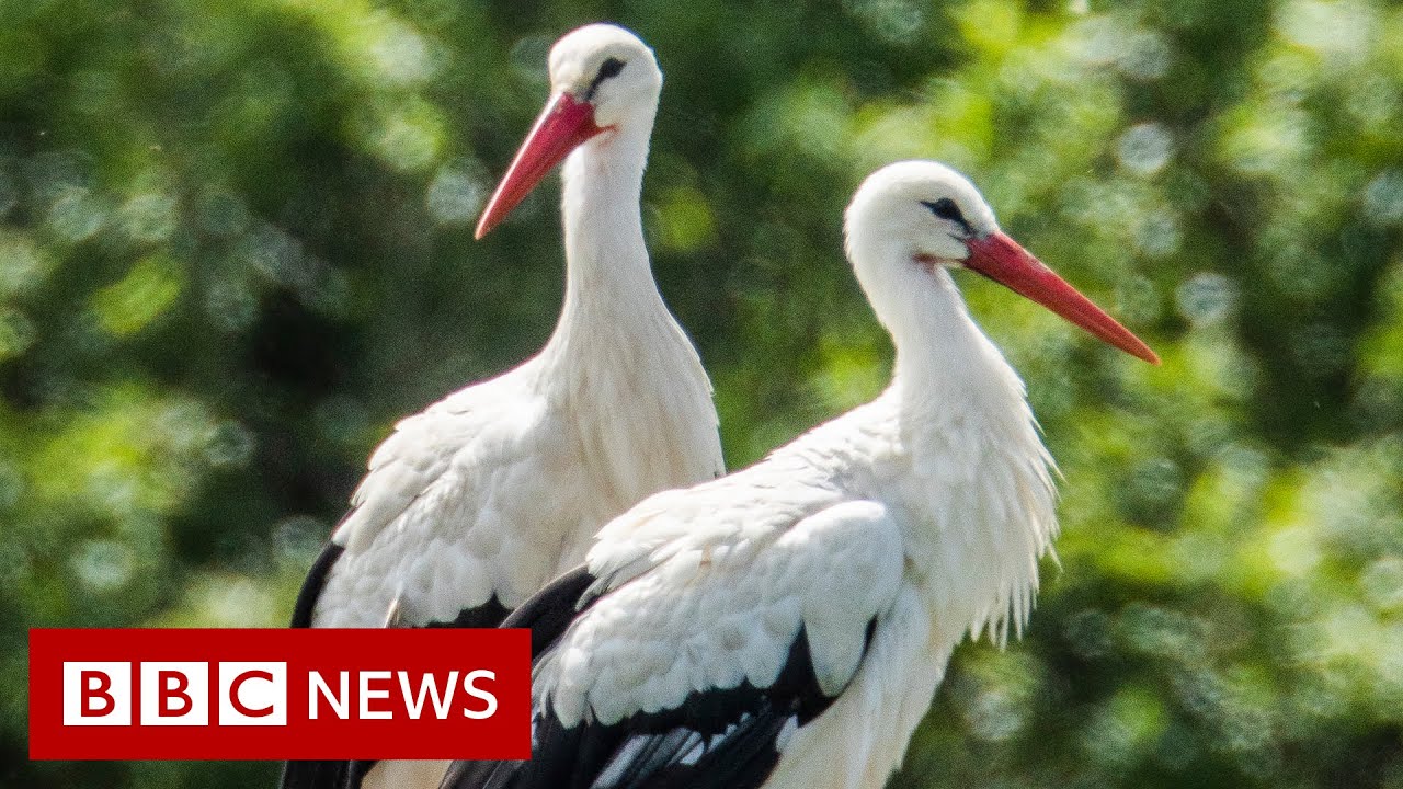 Electricity and drought killing white storks - BBC News - YouTube