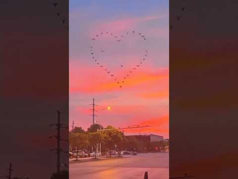 nature love sky bird symbol #shorts #amazing