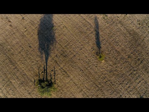Uç! Uç! - The Shadow of the Tree // Official Music Video
