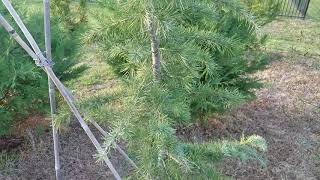 Growing "True Cedars" in Tennessee
