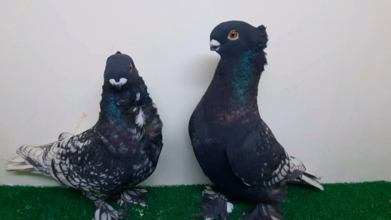 Exhibition Quality Fancy Pigeon | Amazing Fancy Pigeon Breeds | Unique ...