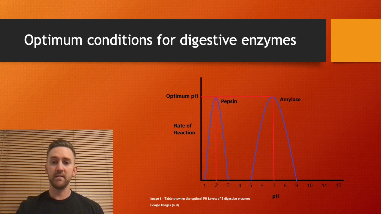 Unit 7 - Presentation on Human Nutrition and the Digestive System - YouTube