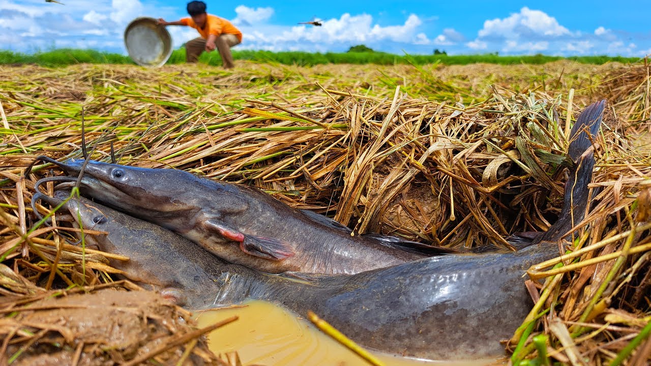 Unique Fishing! catch a lot of fishes under straw after plowing by ...