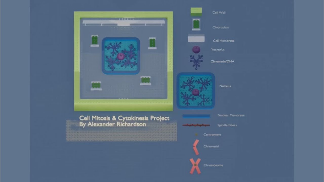 Plant Cell Mitosis | Blender 3D Animation - YouTube
