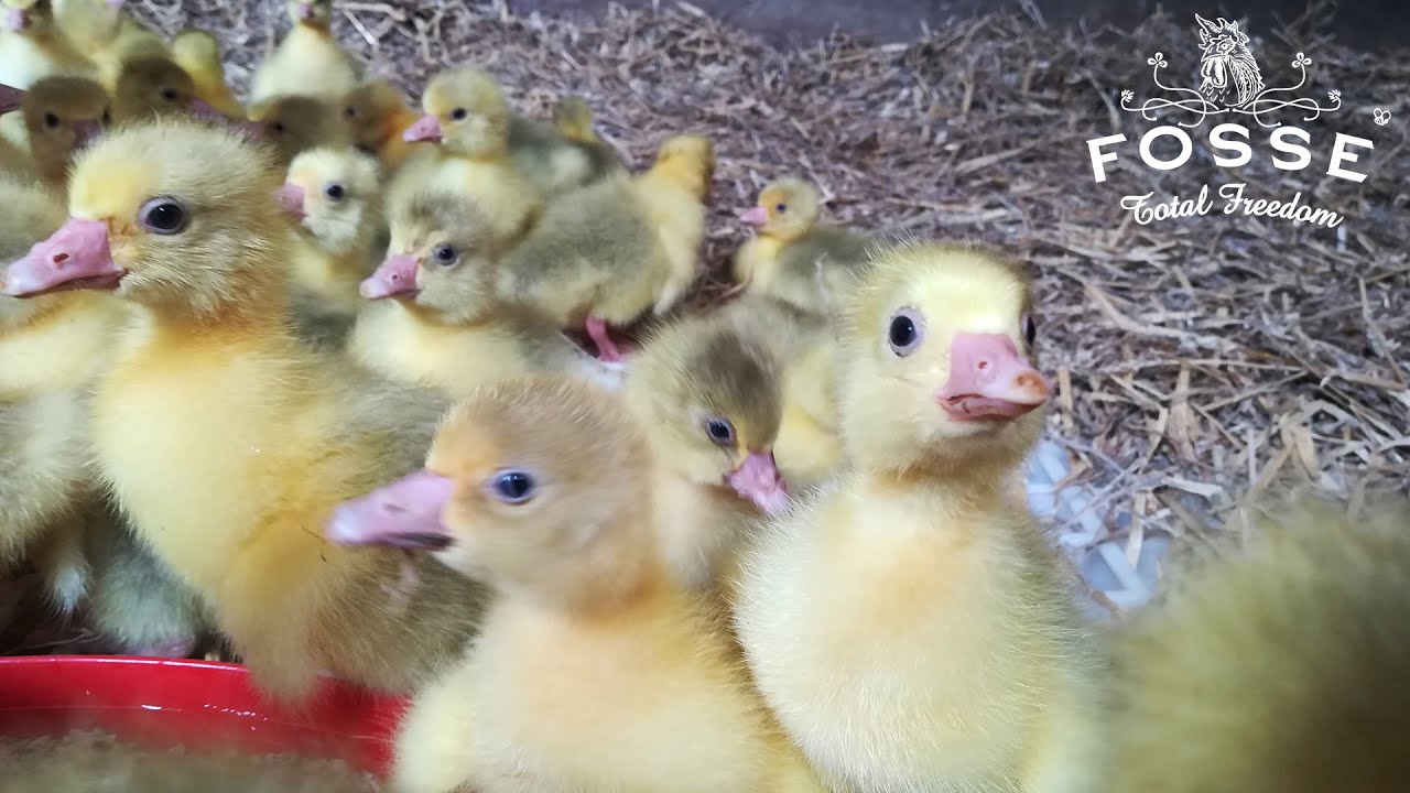 Baby Geese (Goslings) arrive onto Fosse Meadows Farm - YouTube