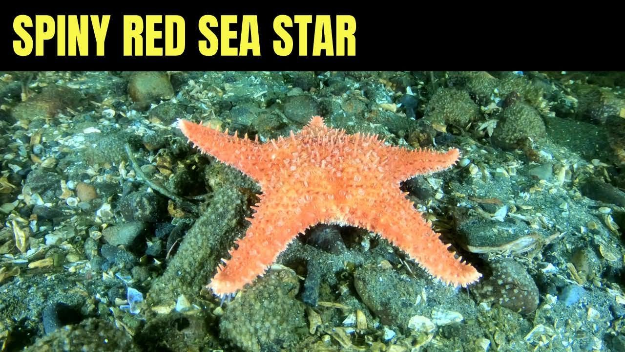 Spiny Red Sea Star | Salish Sea Marine Wildlife - YouTube