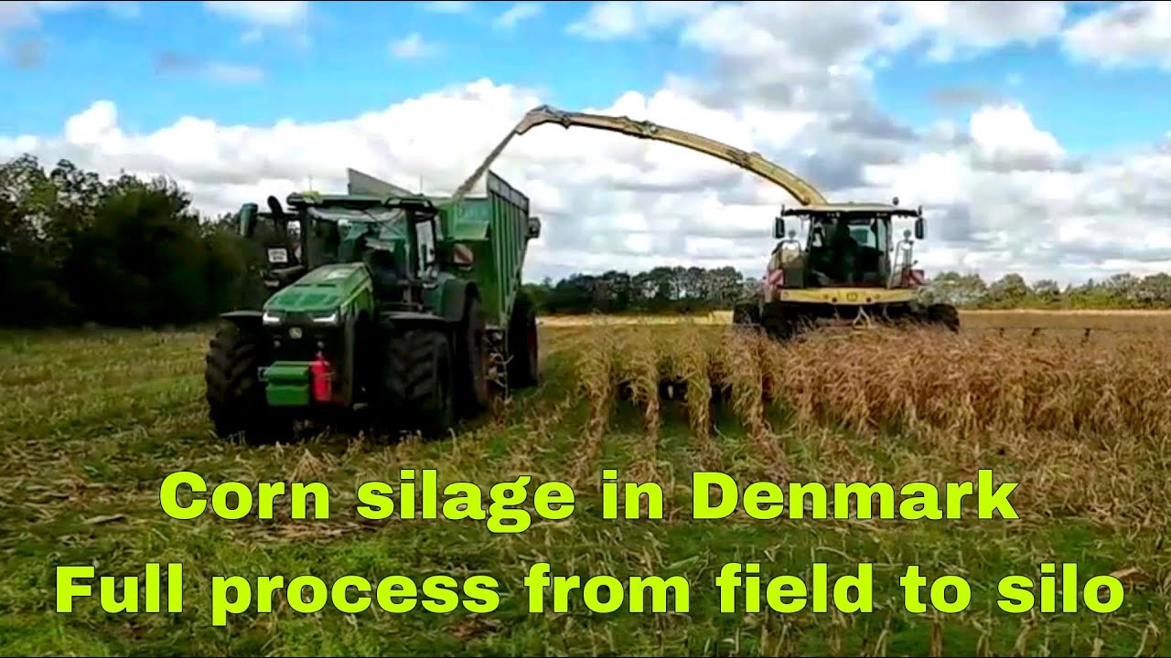Corn silage harvesting, Oct 2024. Full process, from field to silo ...