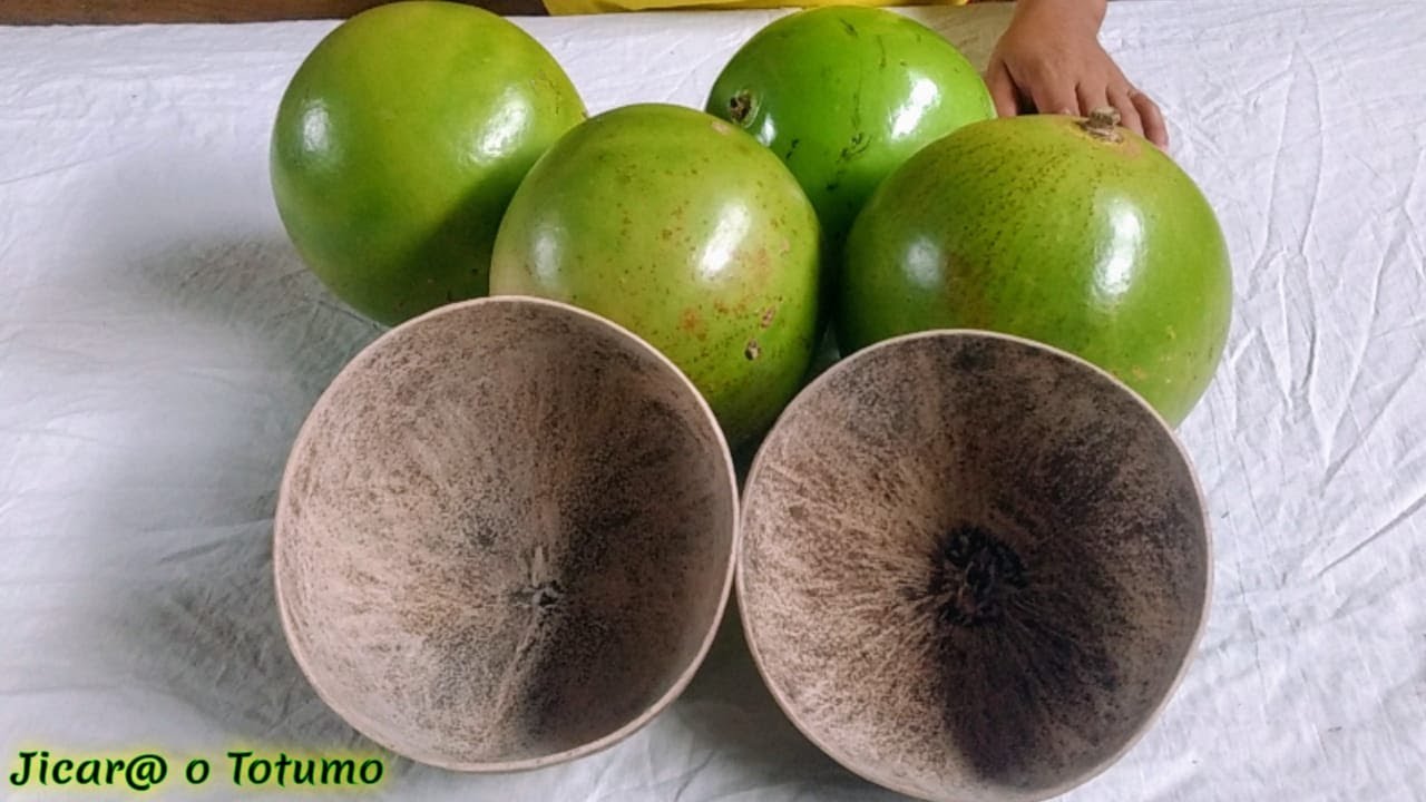 conoce el árbol de jícar@ o TOtumo y sus propiedades medicinales 🌳🌳 ...