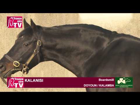 Kalanisi, stallion standing at Boardsmill Stud - Irish Stallion Trail 2015